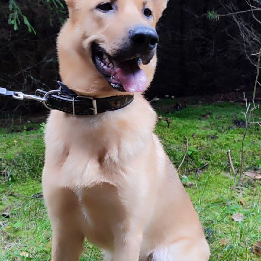 Собака метиска