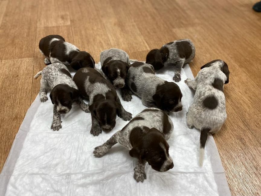 Курцхар отец, мать русская спаниэль