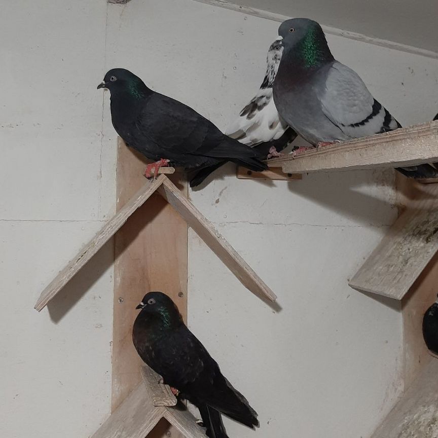 Продажа голубей