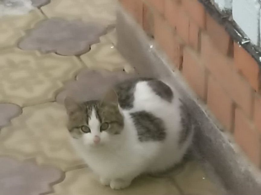 Кот Степан 6 мес