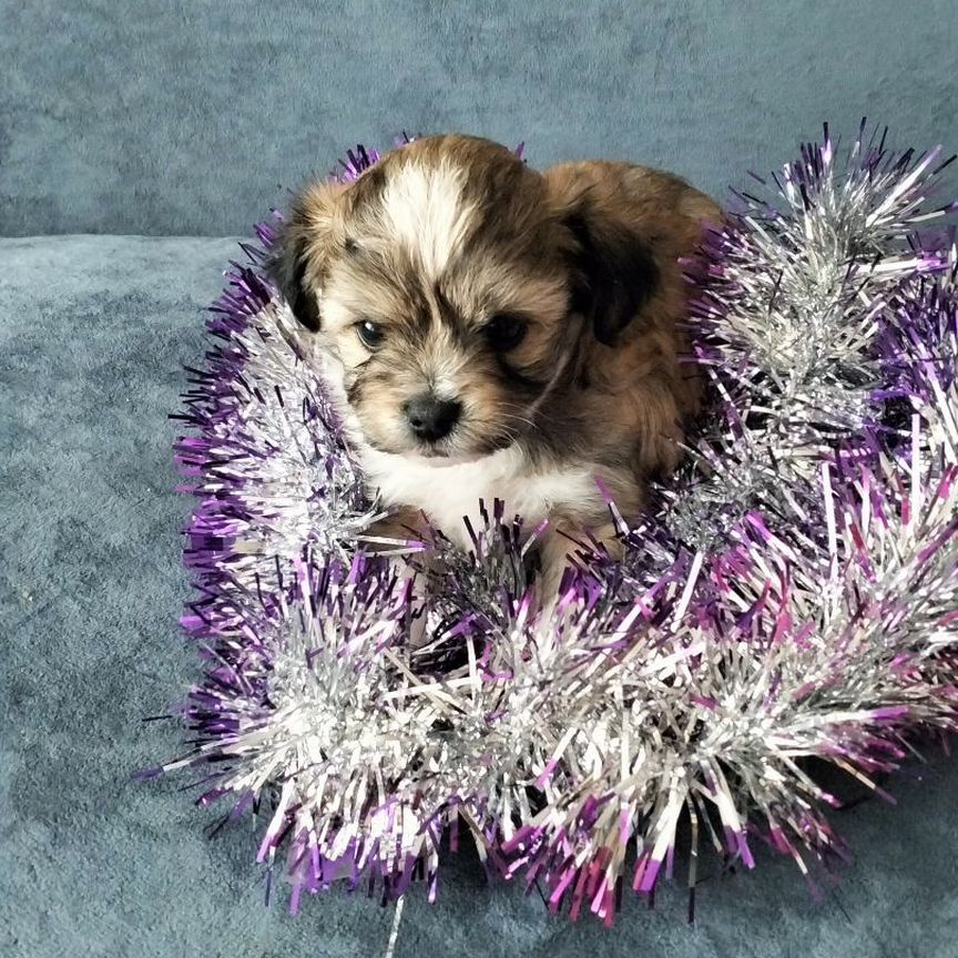 Щенки мальтипу