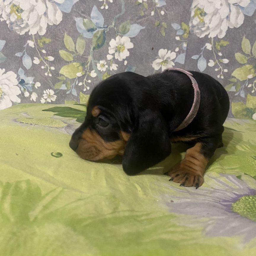 Такса, щенок