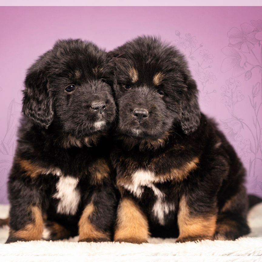 Тибетский мастиф, щенок