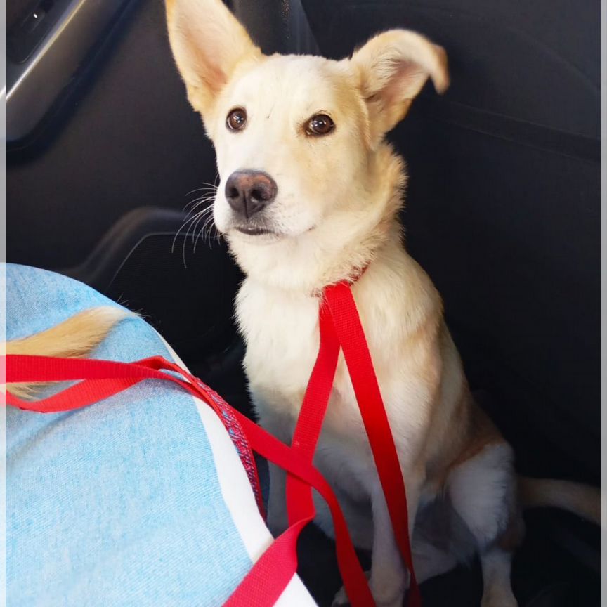 Щенок в добрые руки