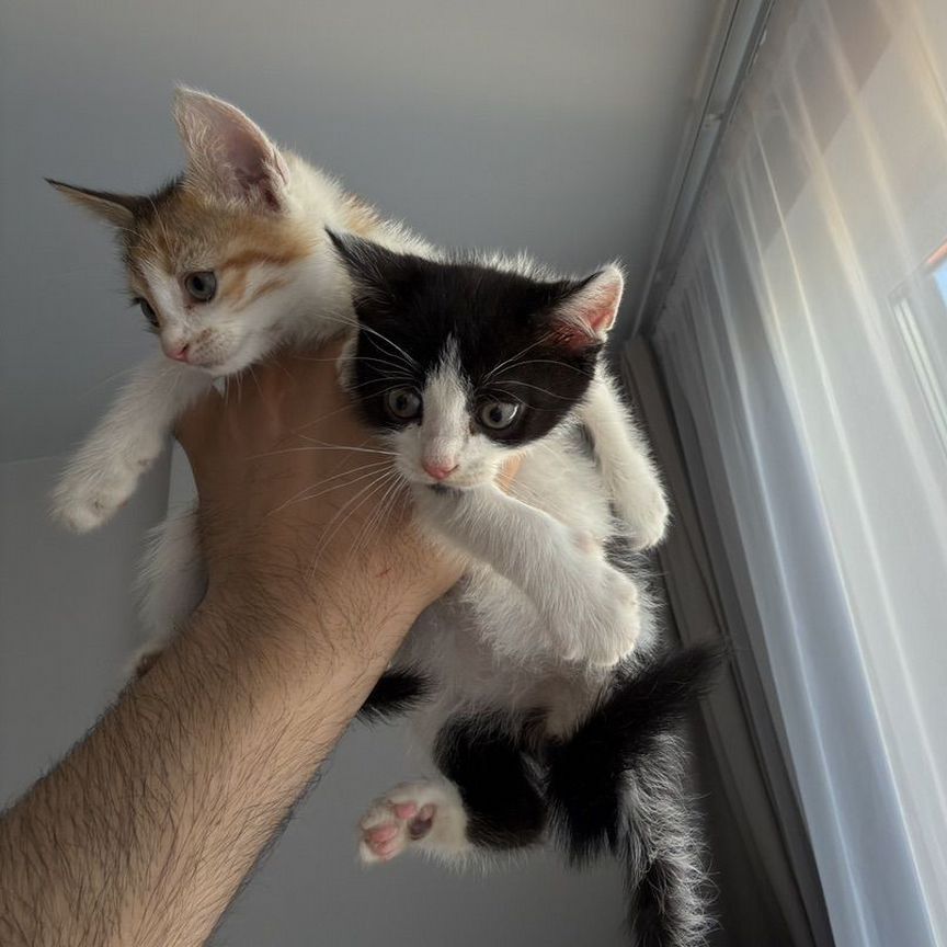 Котёнок от частного владельца