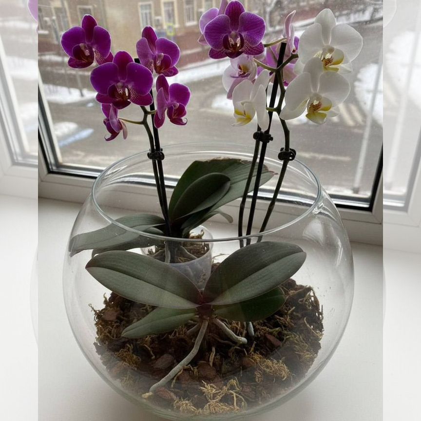 Аквариум круглый 20л