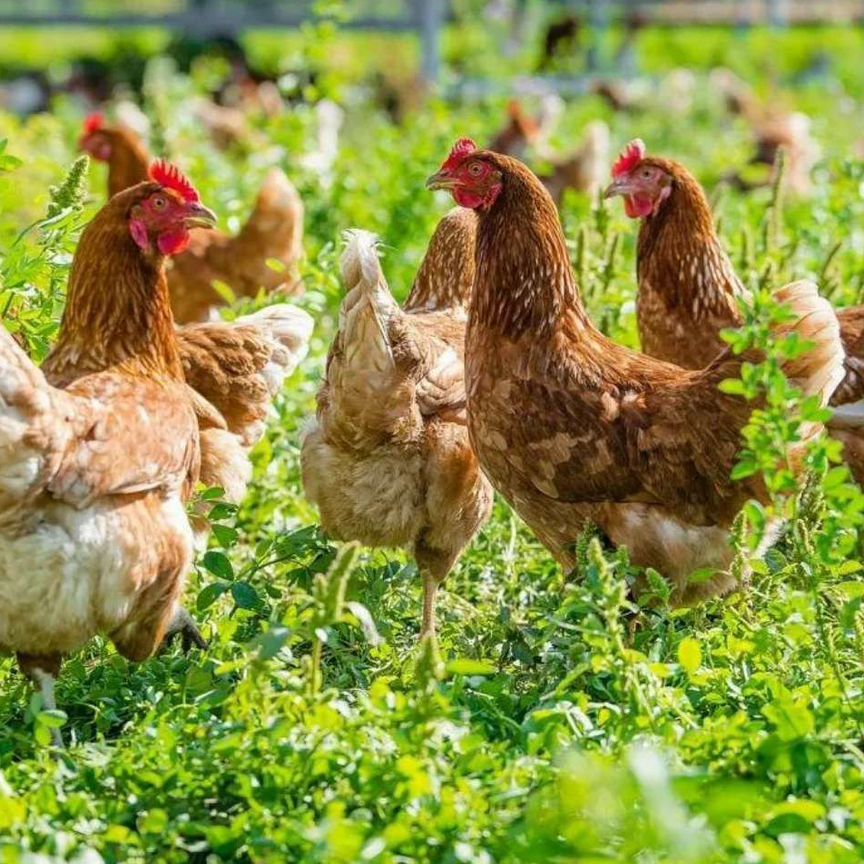 Куры несушки продам