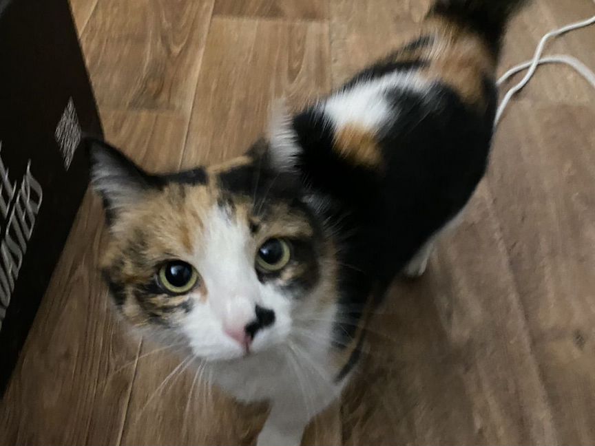 Кошка