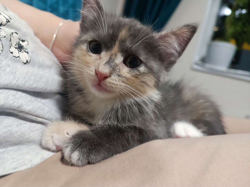 Сладкие булочки котятки