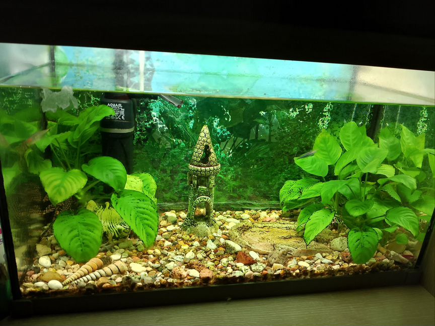 Аквариум с наполнением