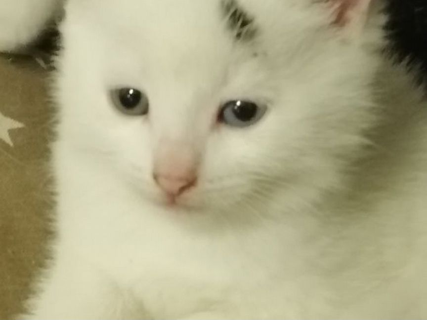 Котята в дар в добрые руки бесплатно