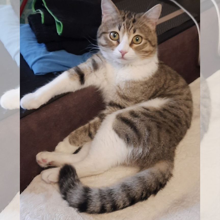 Взрослый кот в добрые руки