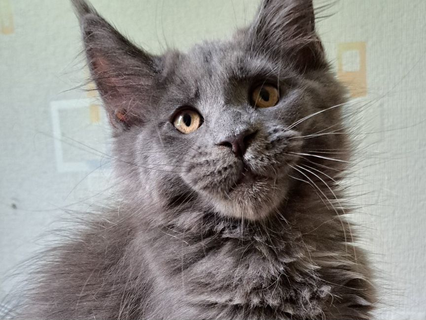 Котята мейн-кун