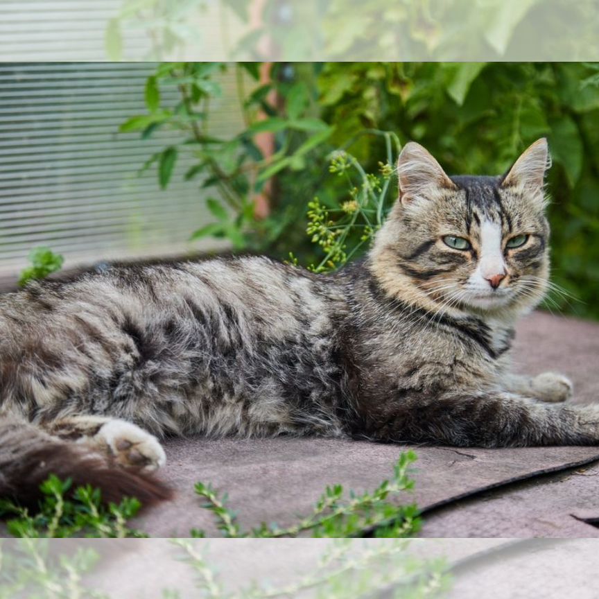 Котик 1 годик, пушистый