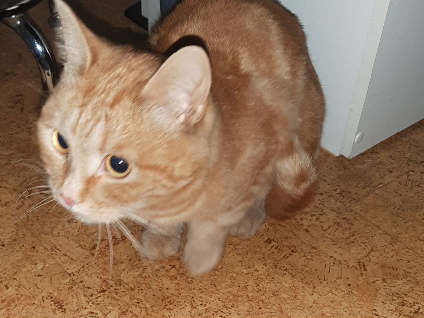 Кошки породистые