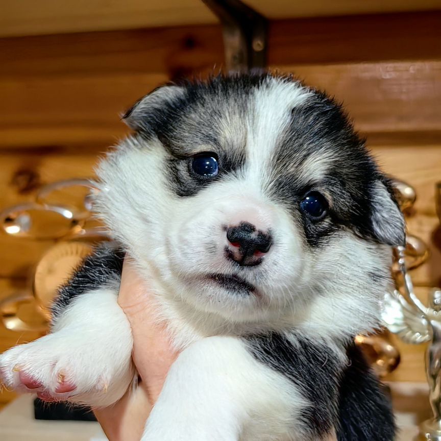 Корги триколорчики к новому году