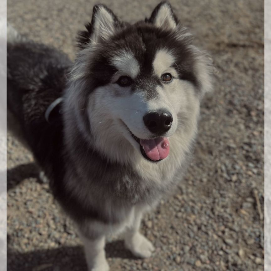 Сибирский хаски, взрослая собака