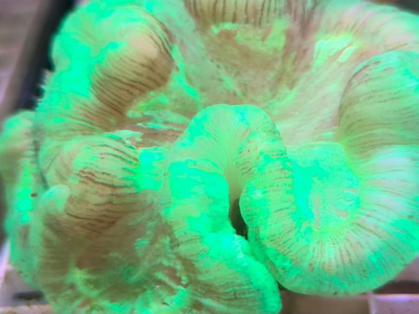 Корал трахифилия