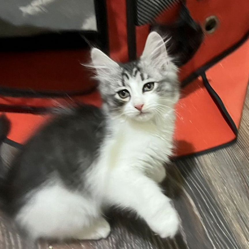 Серебряный с белым котик