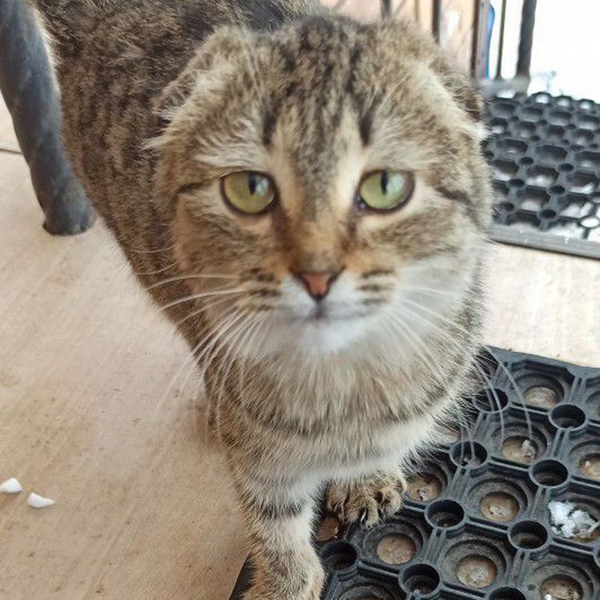 Котенок девочка в добрые руки