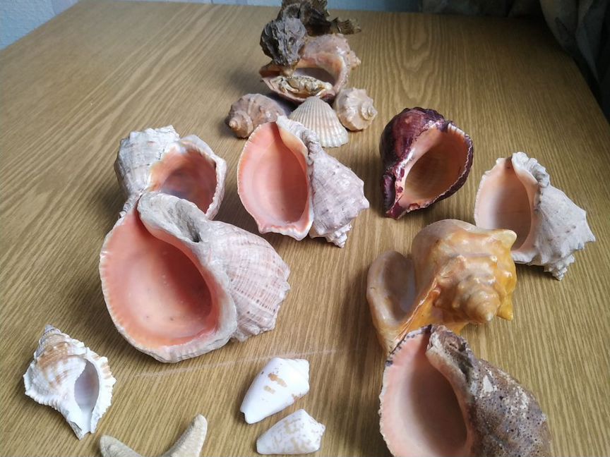Морские ракушки раковины