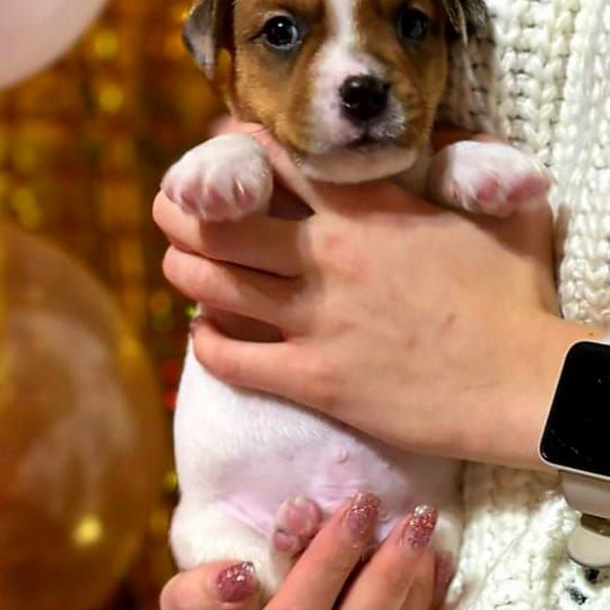 Малыши джек рассел терьера