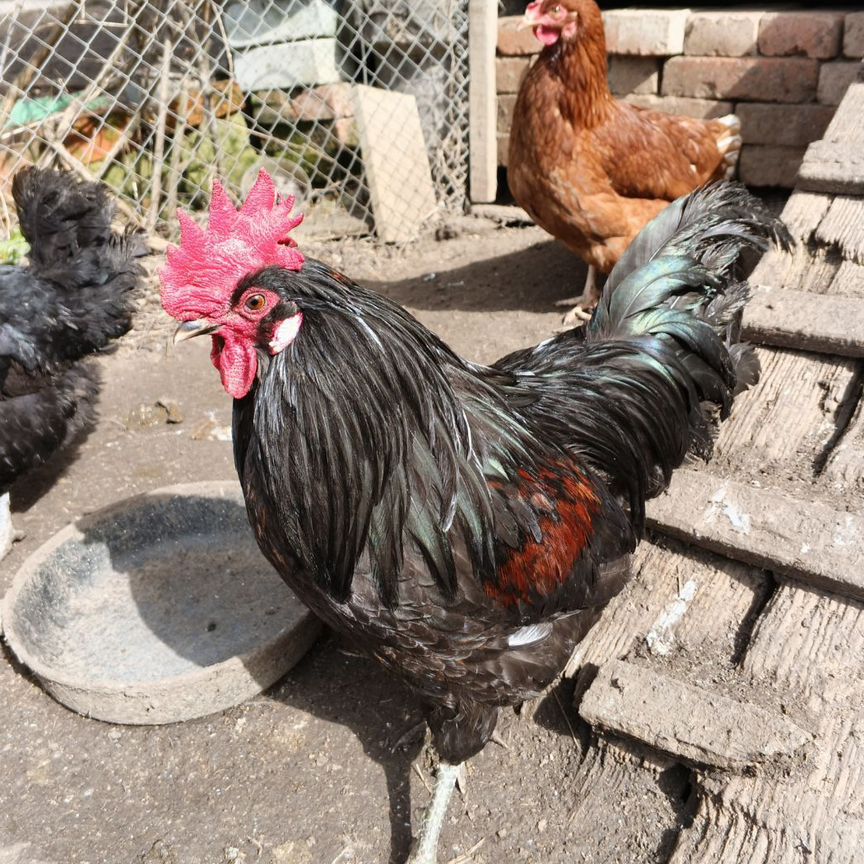 Петух молодой домашний