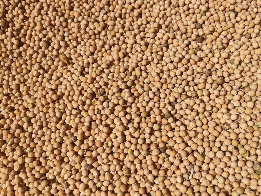 Горох Аксайский рс3 на семена