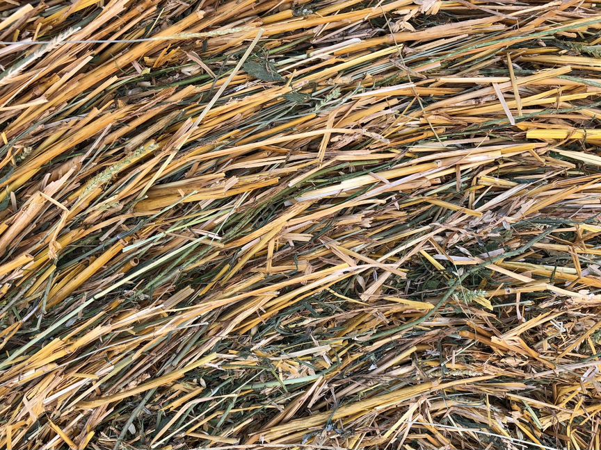 Салома ячменная