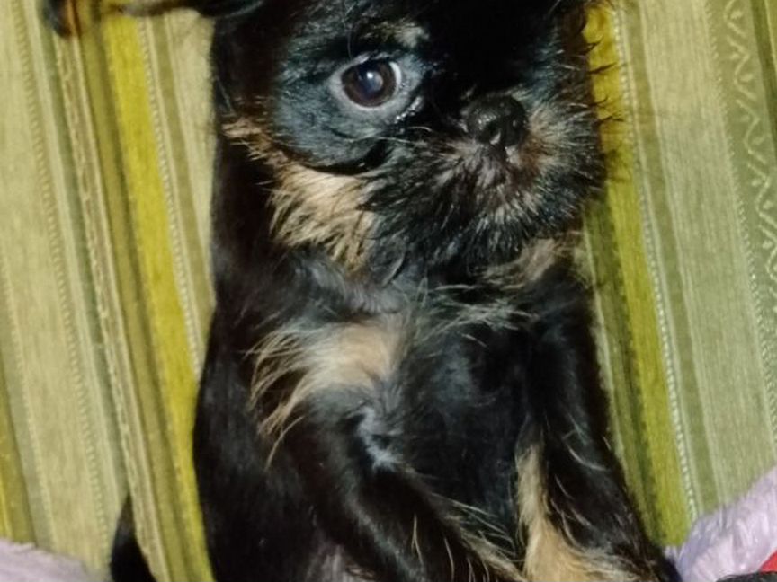 Бельгийский гриффон