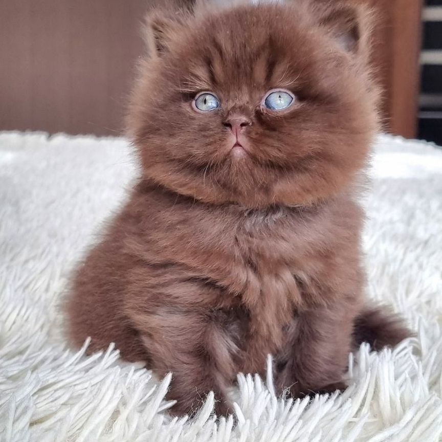 Британский короткошёрстный котёнок