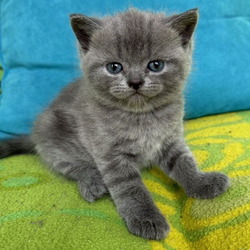 Британские котята