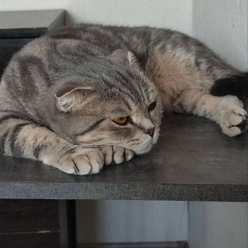 Ищу прямоухого кота для вязки