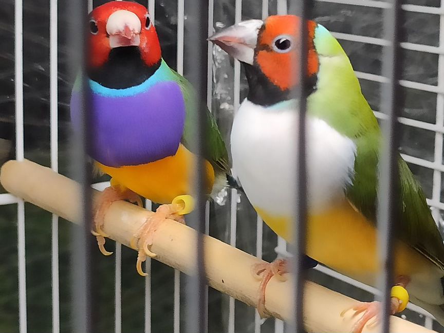 Амадины гульда