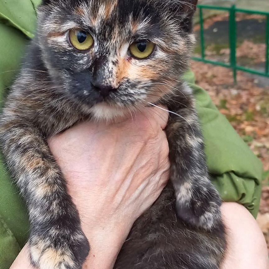 Которебенок ищет семью