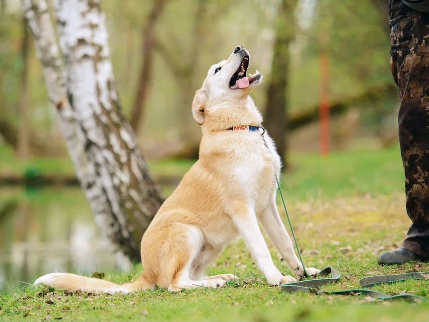 Щенок Кураж из приюта бесплатно в добрые руки