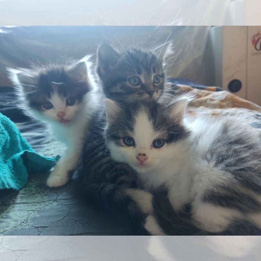 Котята в добрые руки бесплатно от мышеловки