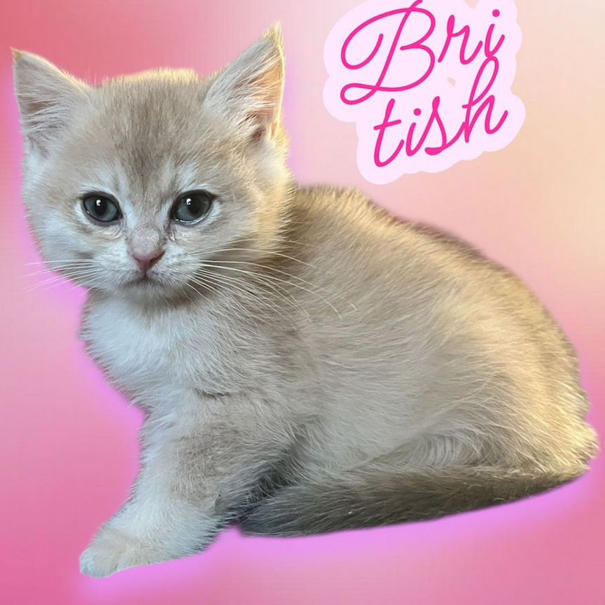 Британский короткошёрстный котёнок