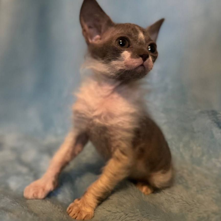 Донской сфинкс котёнок