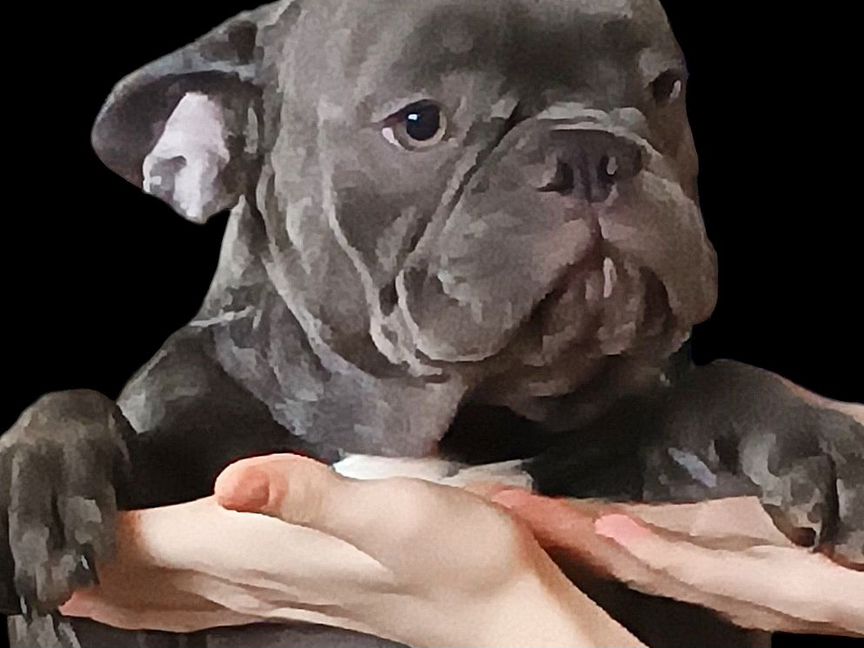 Щенок французского бульдога