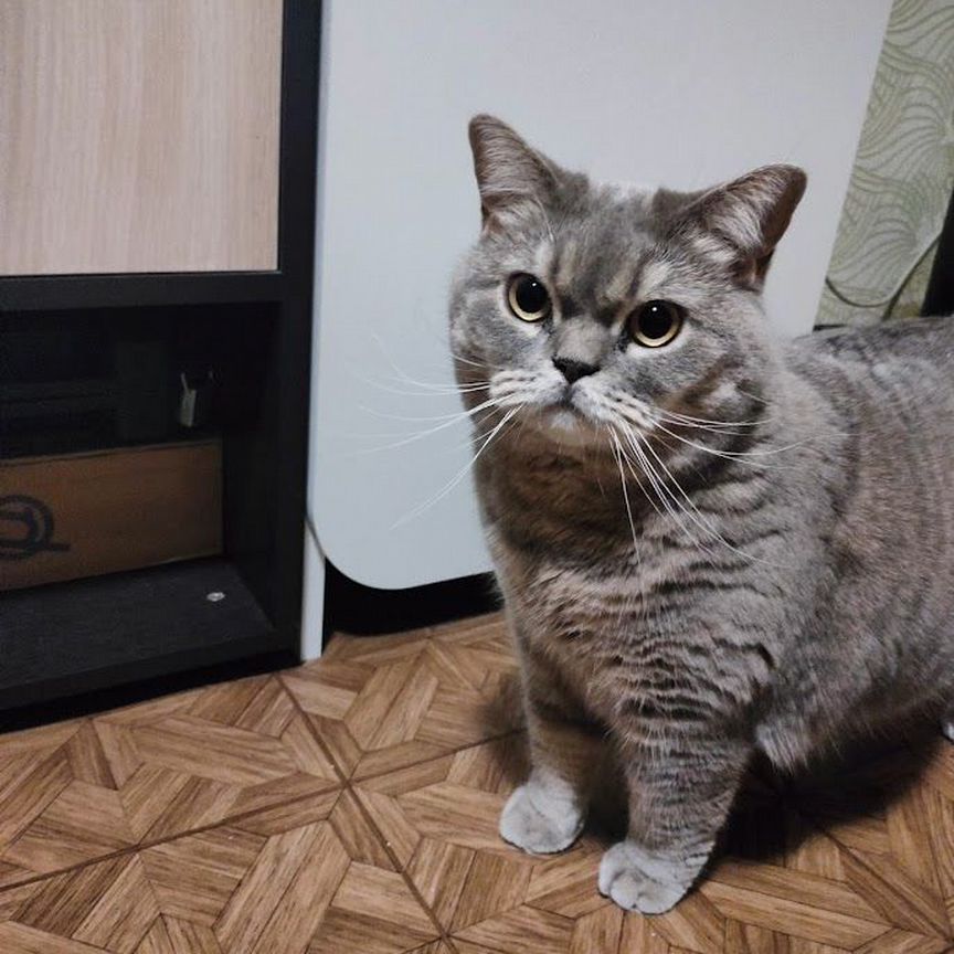 Кошка Бусинка в добрые руки