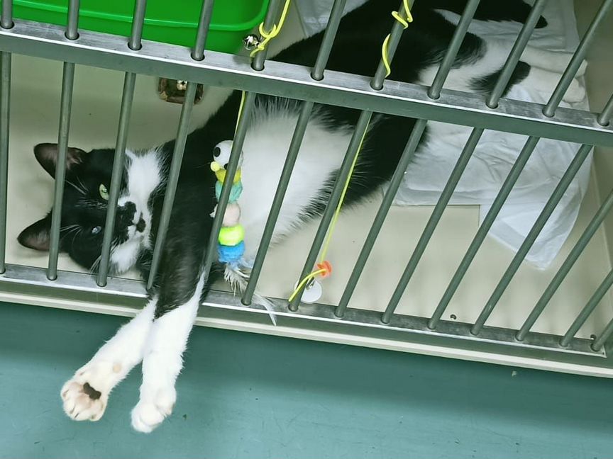 Ласковый котик в дар