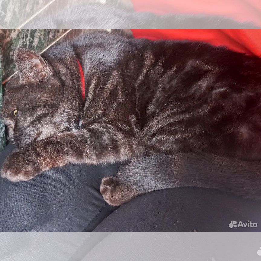 Нужен кот для вязки, британской породы