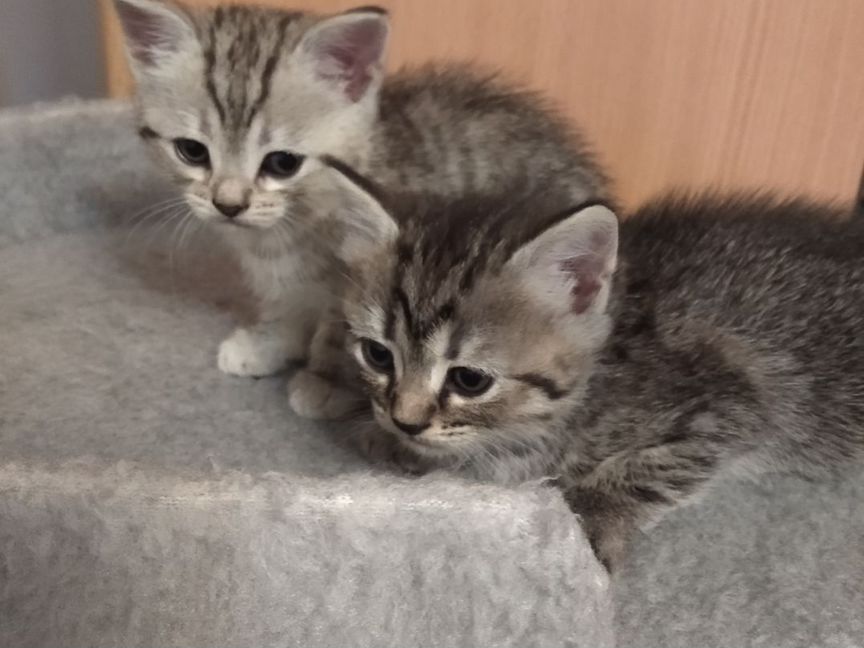 Шотландская