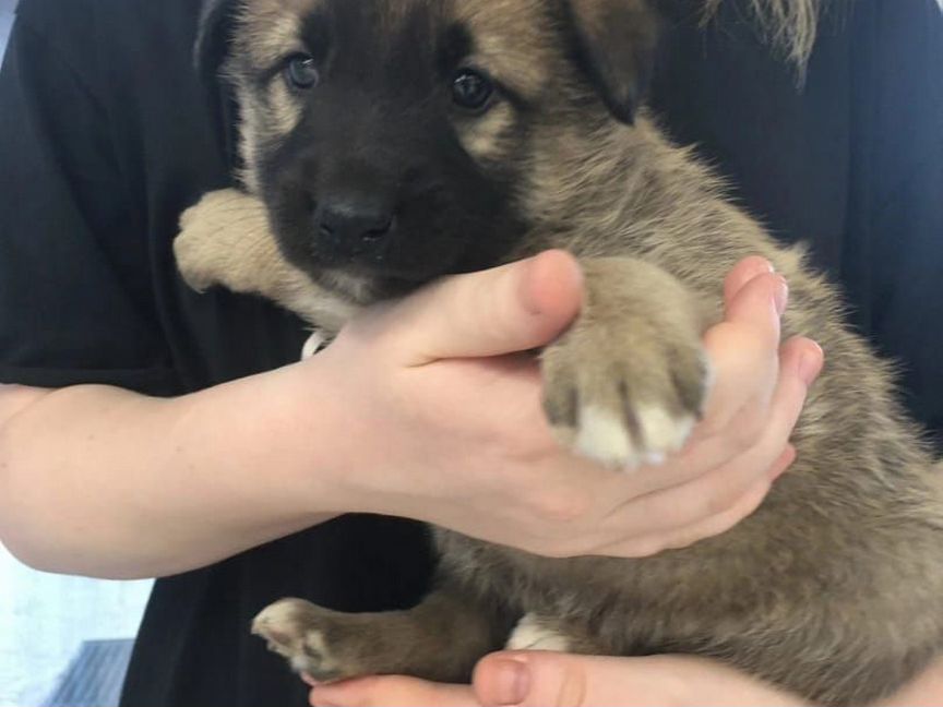 Бутузики ищут дом