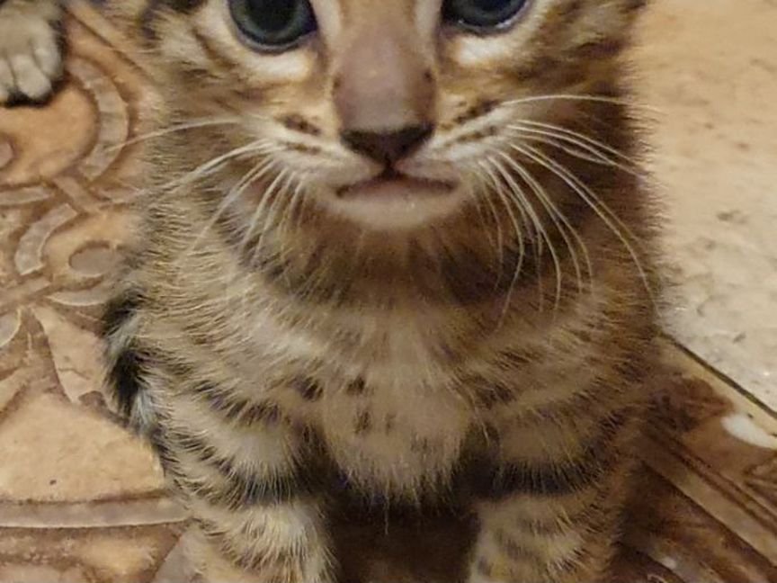 Бенгальская