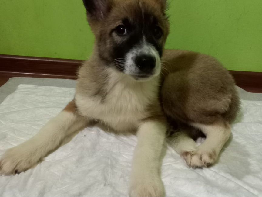 Щенок девочка Одри в добрые руки бесплатно