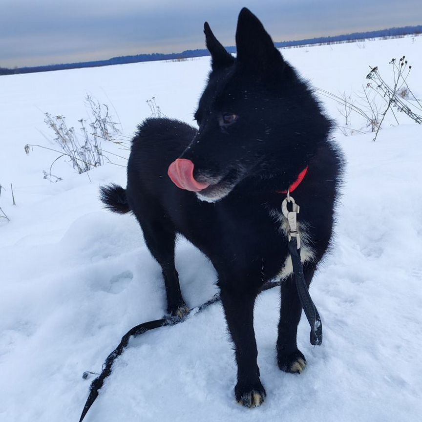 Взрослая собака в добрые руки