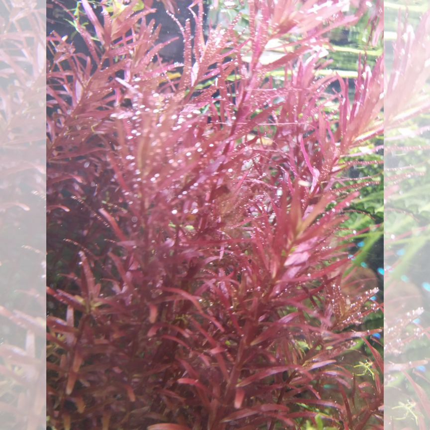 Аквариумные растения