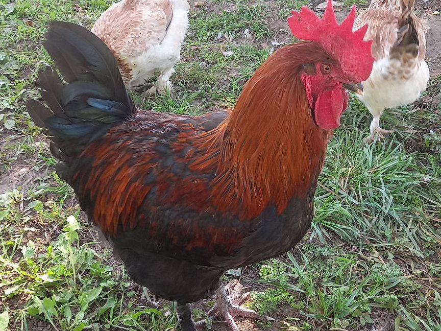 Петухи Маран